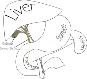 Gallbladder Removal (Laparoscopic Cholecystectomy) - Cutting Edge ...